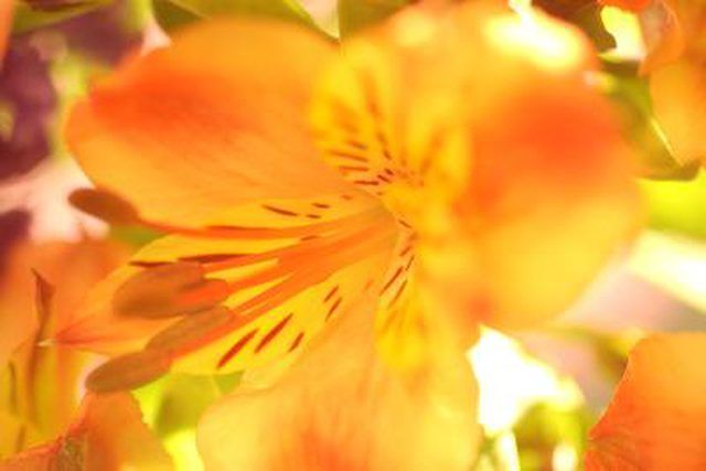 Learn Difference Between Complete And Incomplete Flowers How To Guides Tips And Tricks